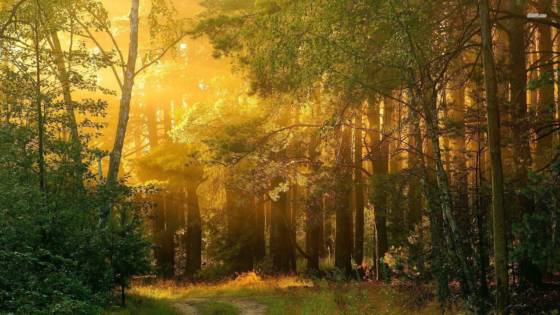 Fantasy Autumn Forest Wallpapers - Wallpaper Cave