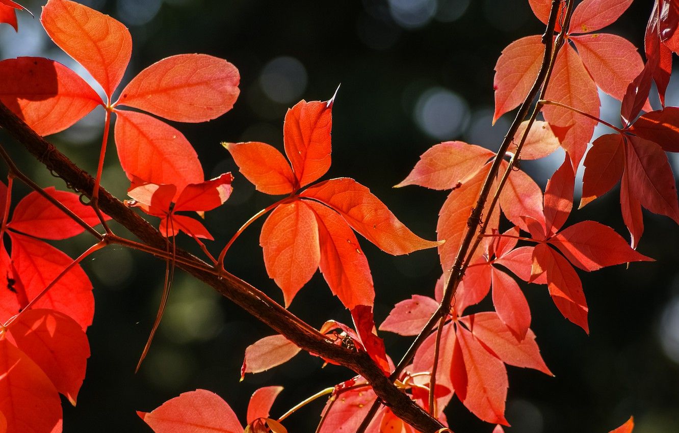 Autumn Crimson Wallpapers - Wallpaper Cave