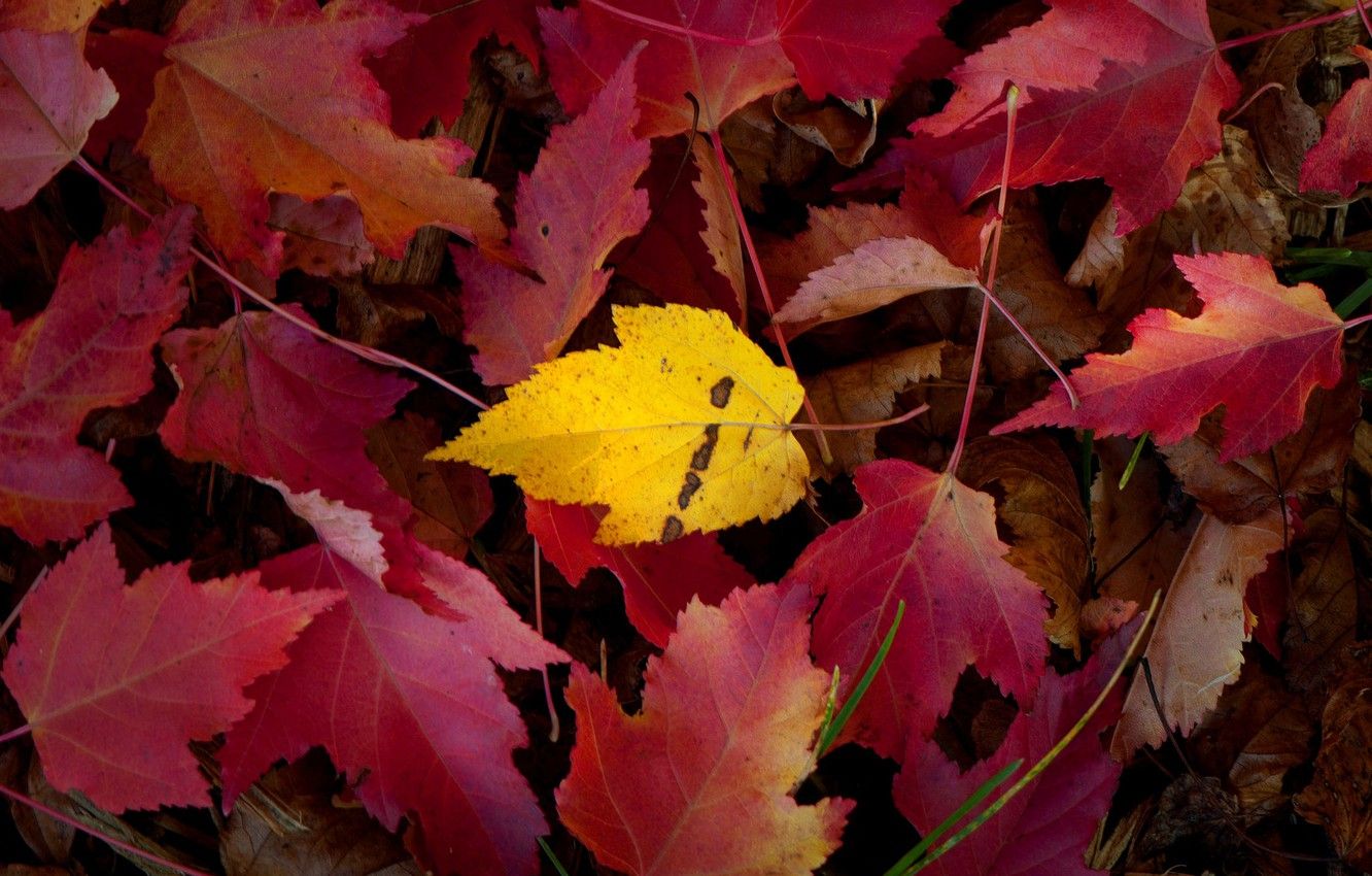 Autumn Crimson Wallpapers - Wallpaper Cave