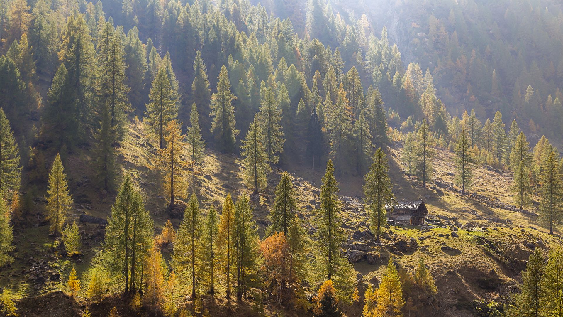 Italy Autumn Forest Wallpapers - Wallpaper Cave