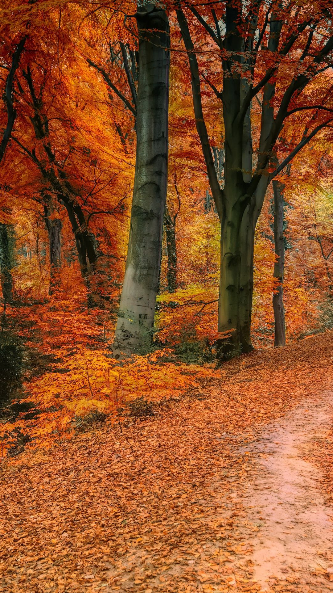 Autumn Pathway Wallpapers - Wallpaper Cave