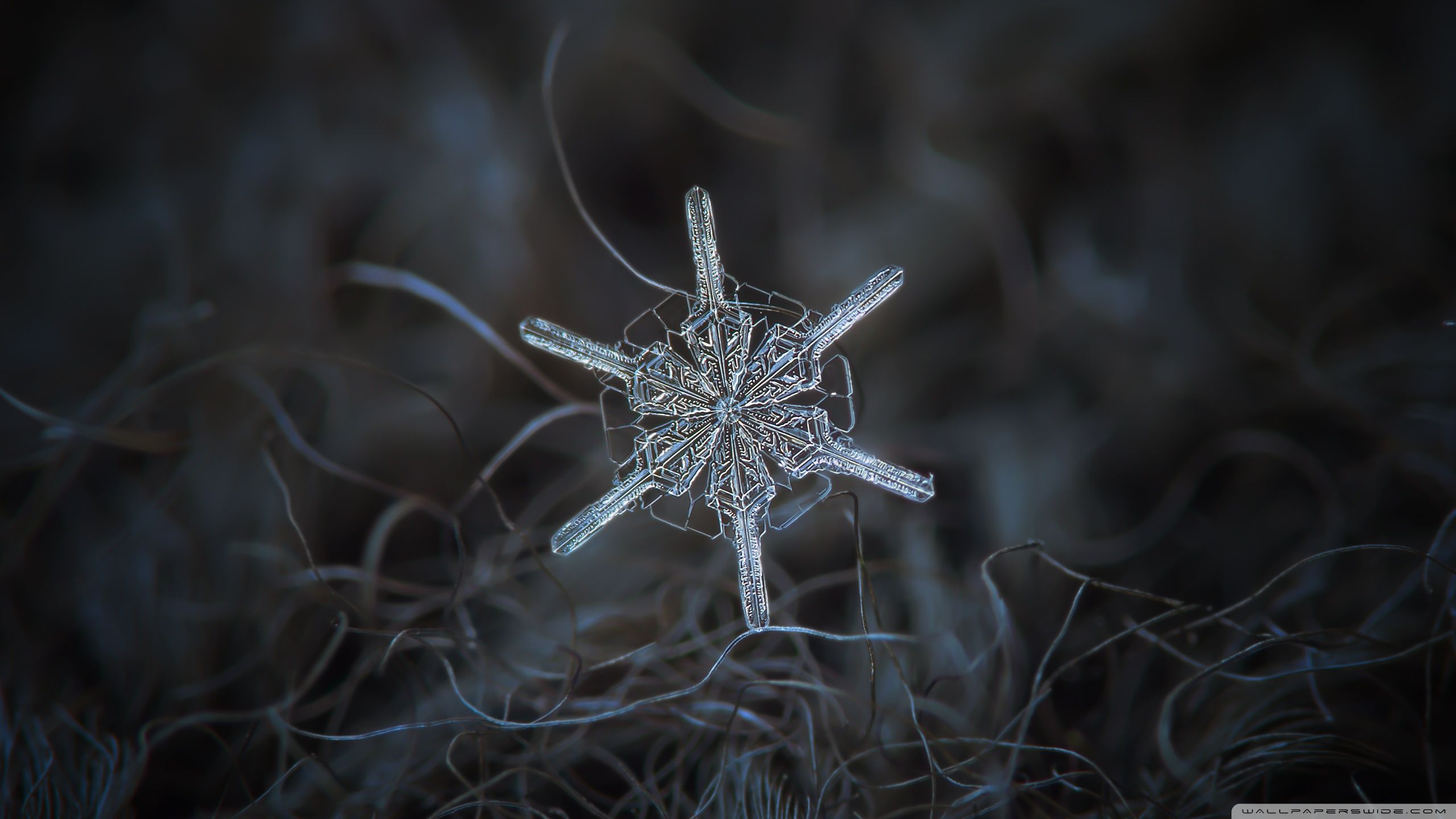 Macro Snow Wallpapers - Wallpaper Cave