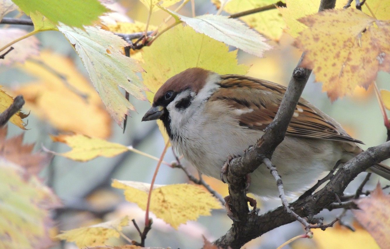 Autumn Sparrow Wallpapers - Wallpaper Cave