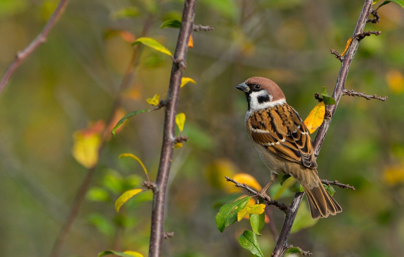 Autumn Sparrow Wallpapers - Wallpaper Cave
