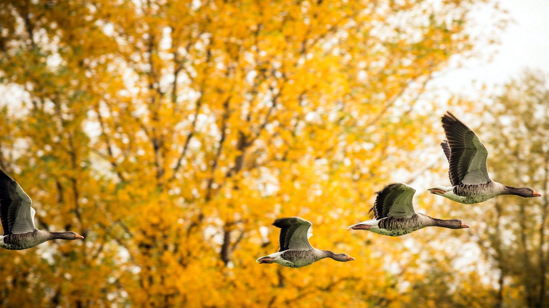 Bird And Autumn Wallpapers - Wallpaper Cave