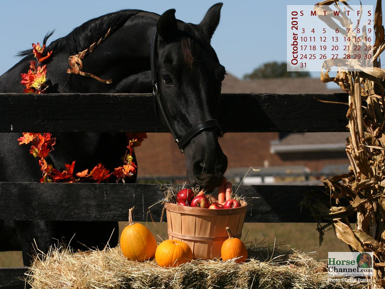 October Horse Wallpapers - Wallpaper Cave