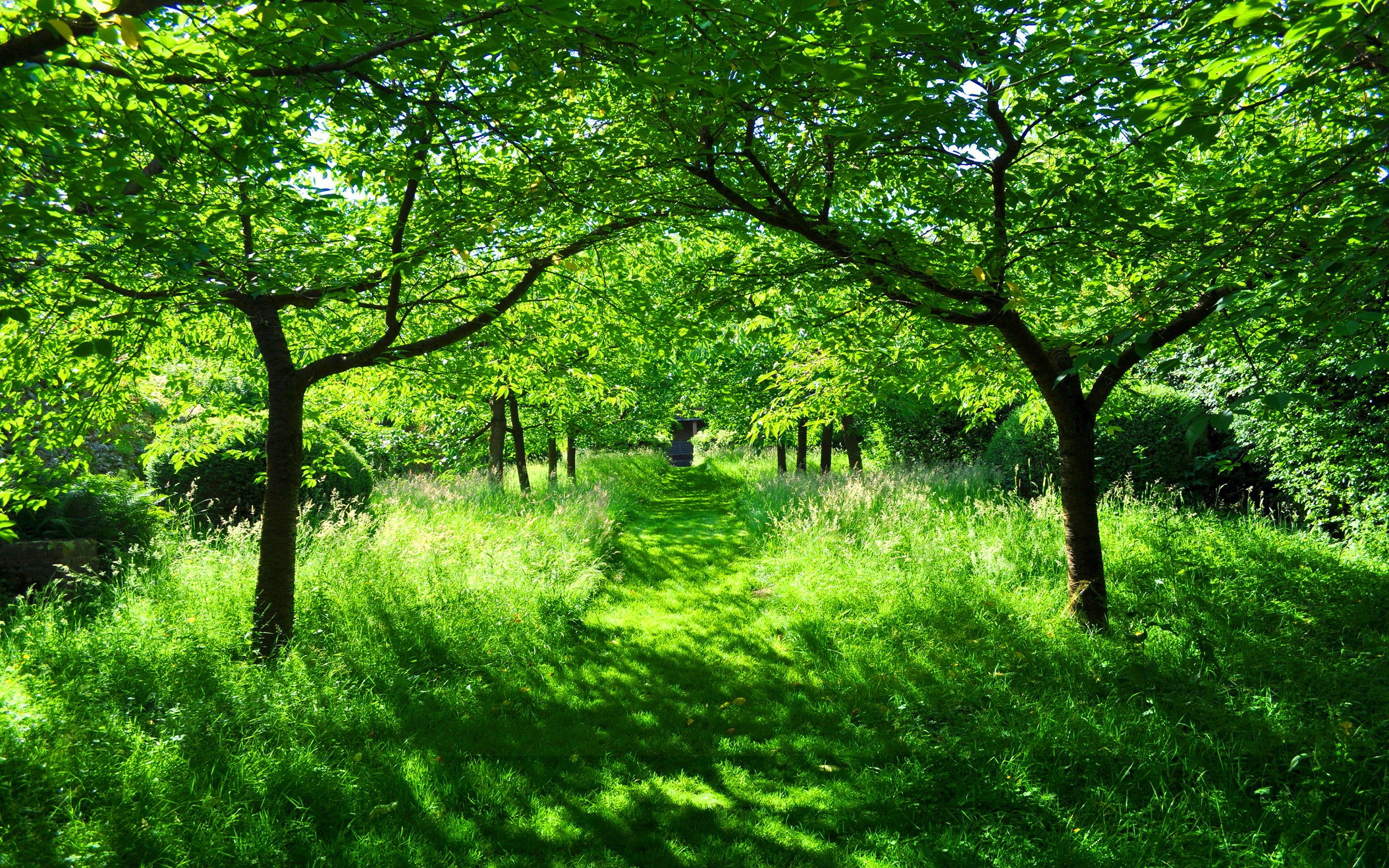 Green Garden Wallpapers - Wallpaper Cave