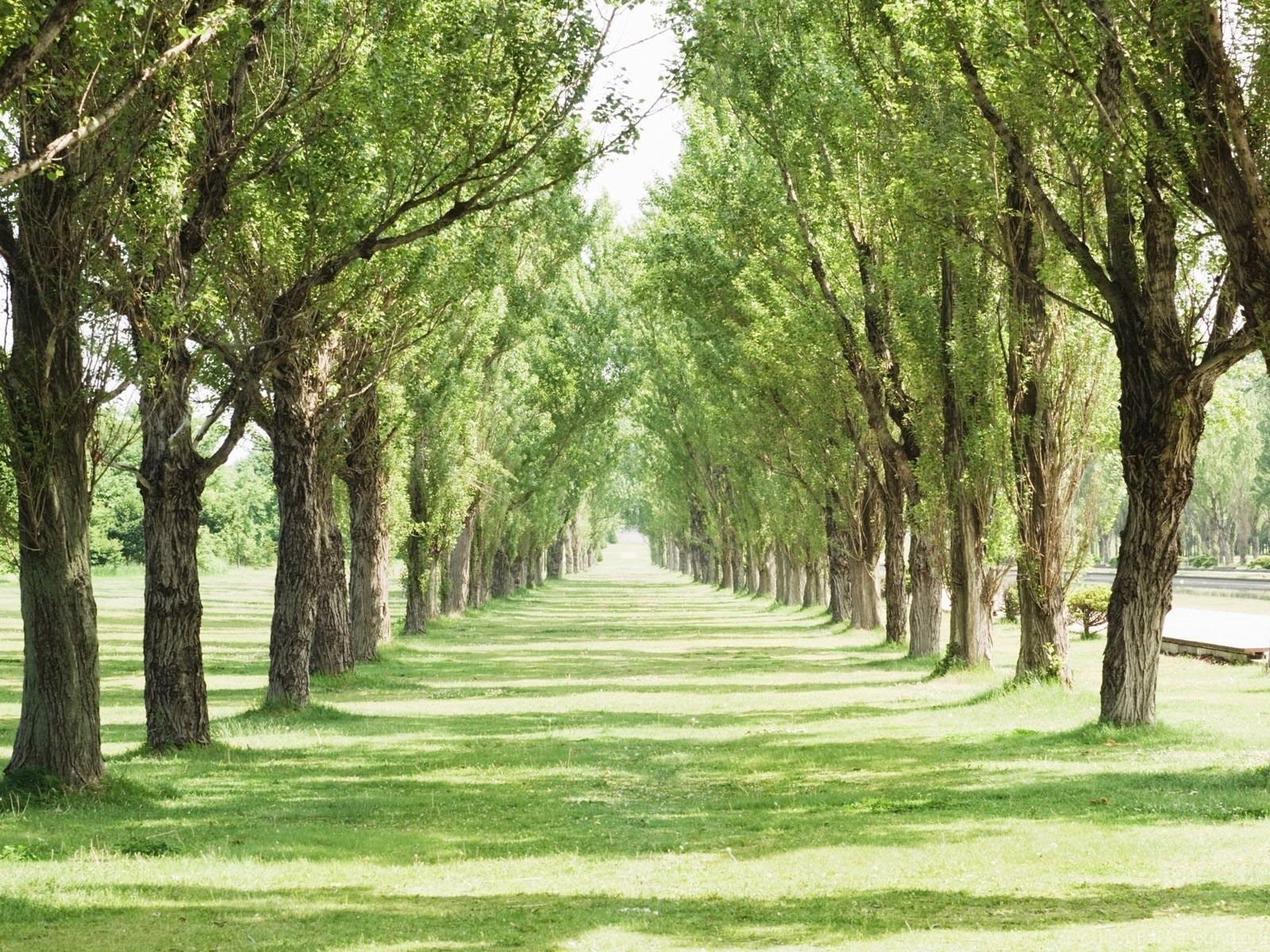 Green Garden Wallpapers - Wallpaper Cave