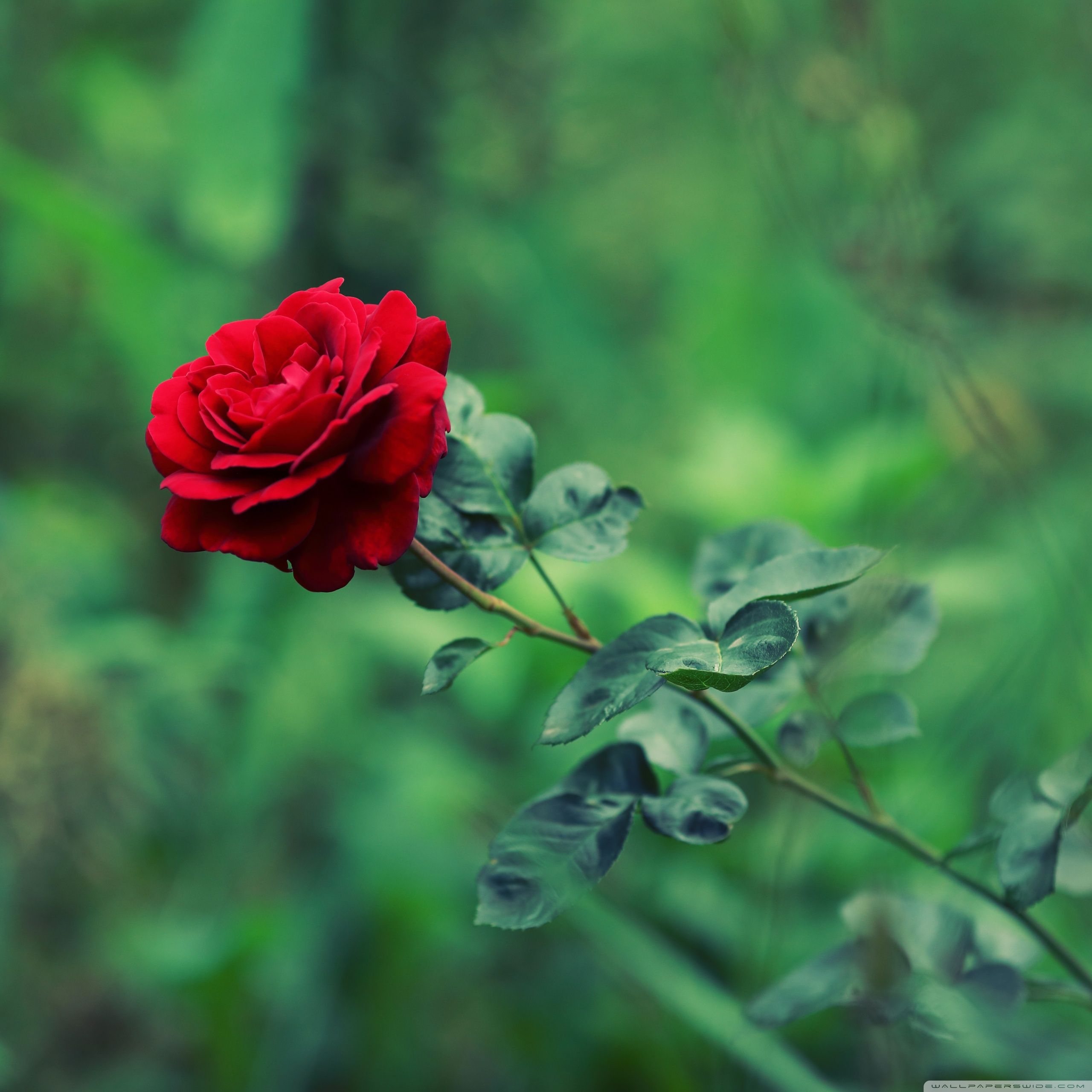 Green Garden Wallpapers - Wallpaper Cave