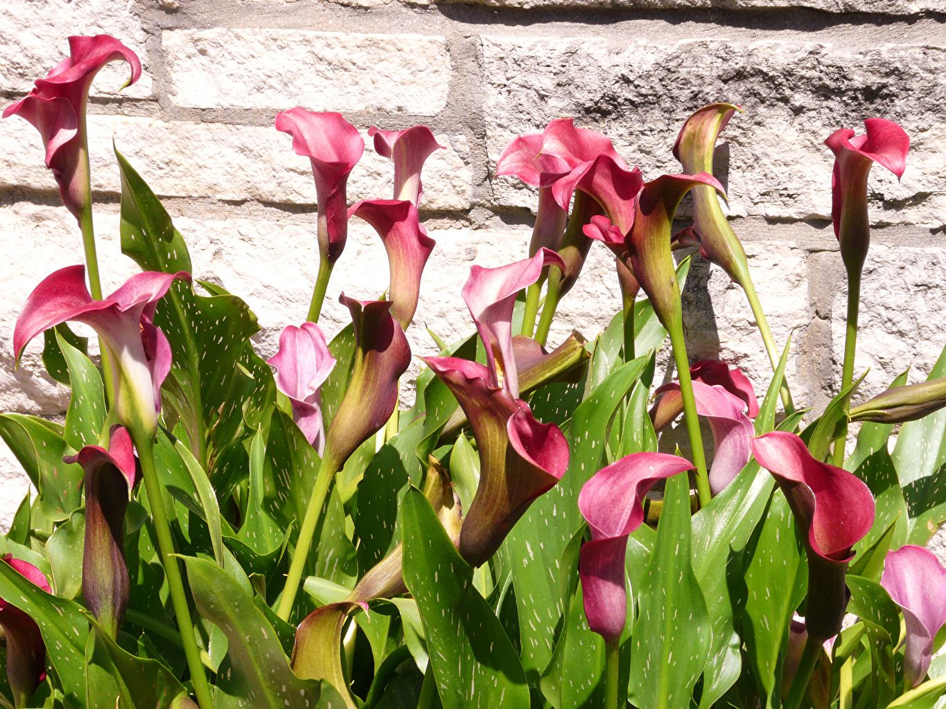 Arum Wallpapers - Wallpaper Cave