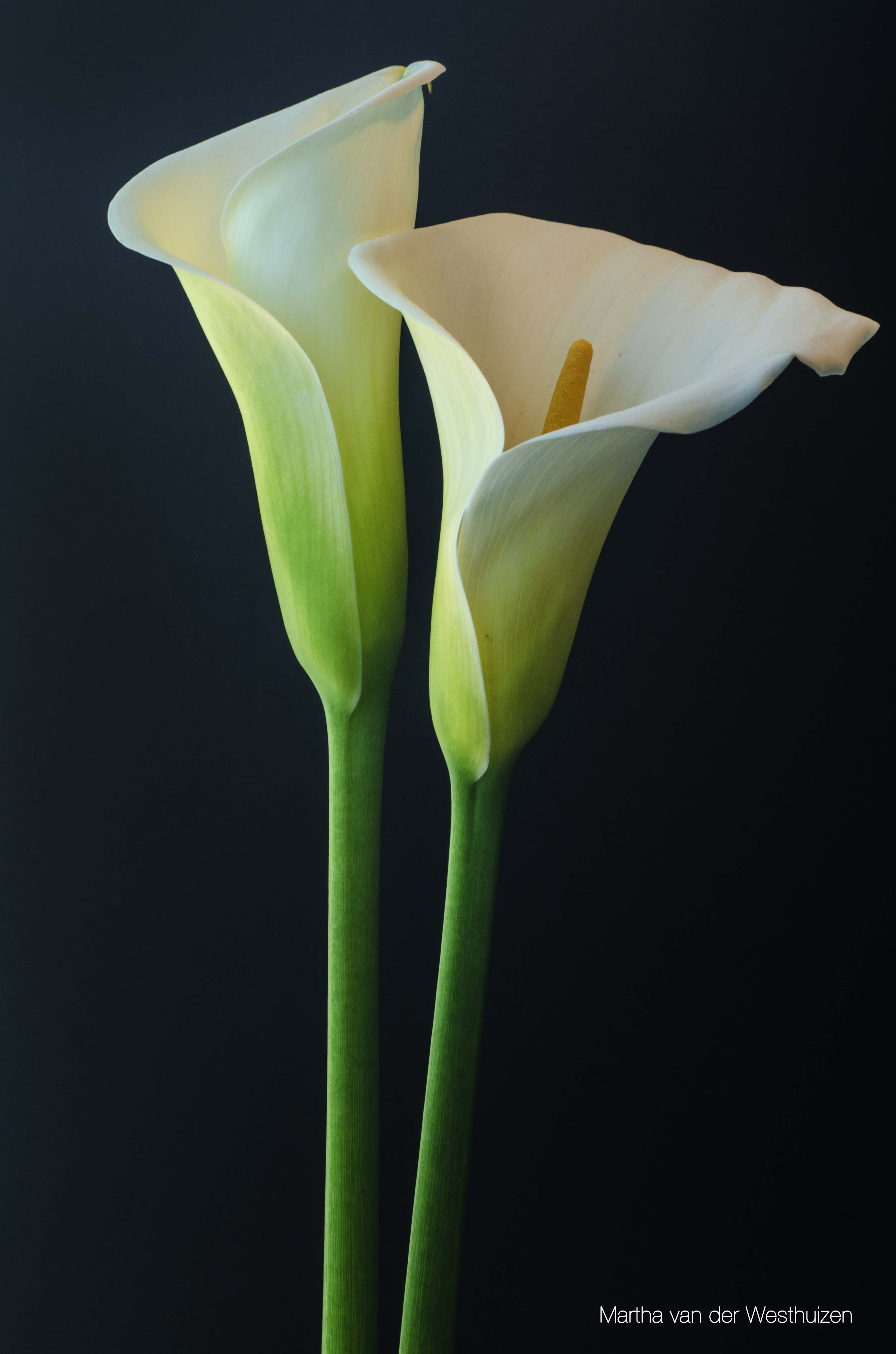 Arum Wallpapers - Wallpaper Cave