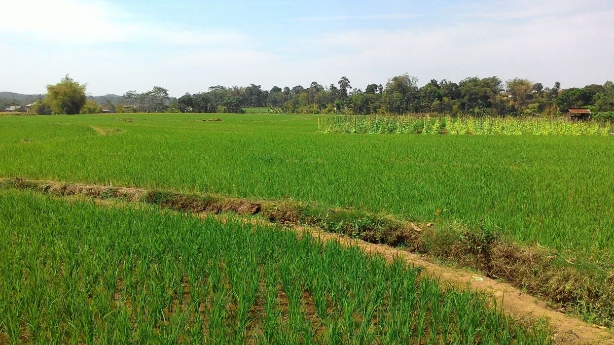 Rice Farm Wallpapers - Wallpaper Cave