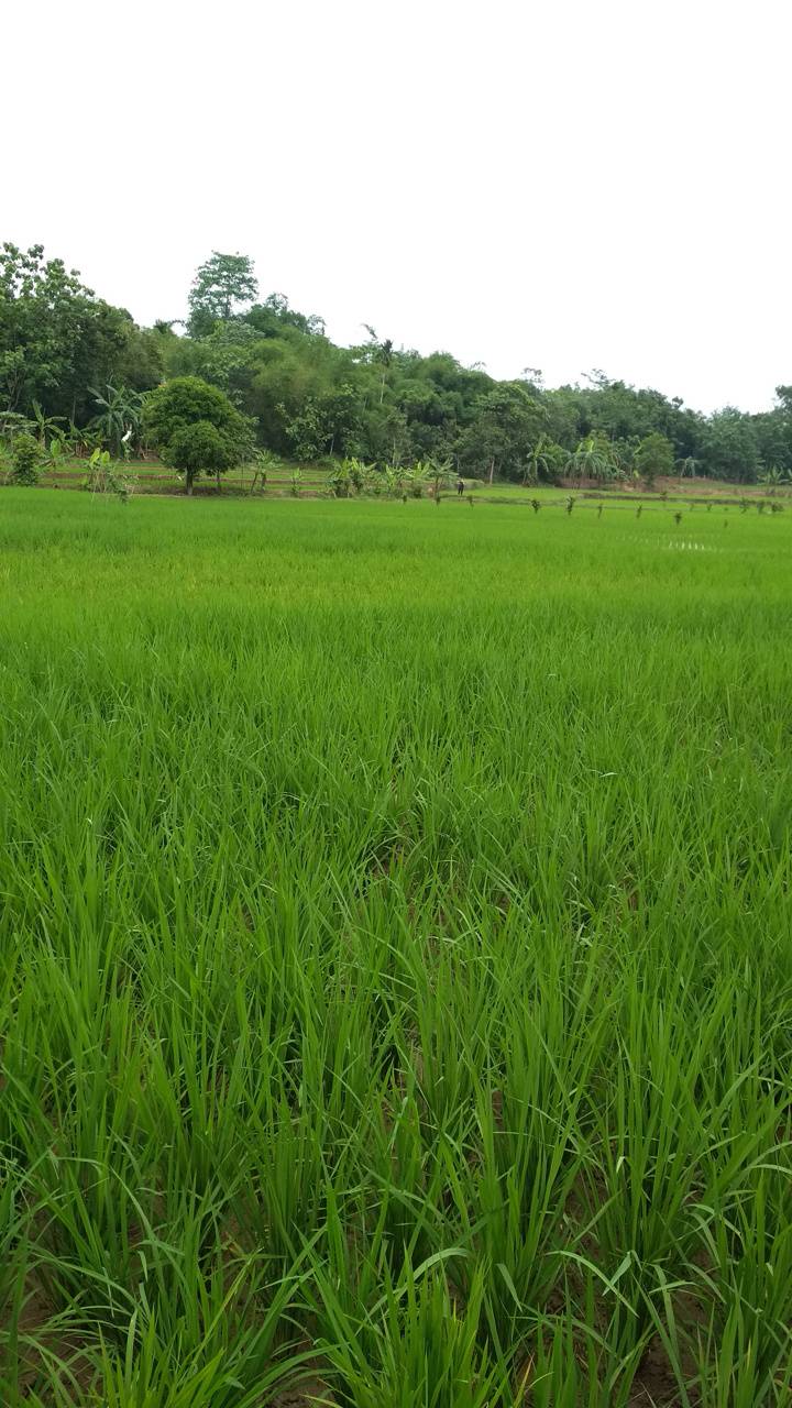 Rice Farm Wallpapers - Wallpaper Cave