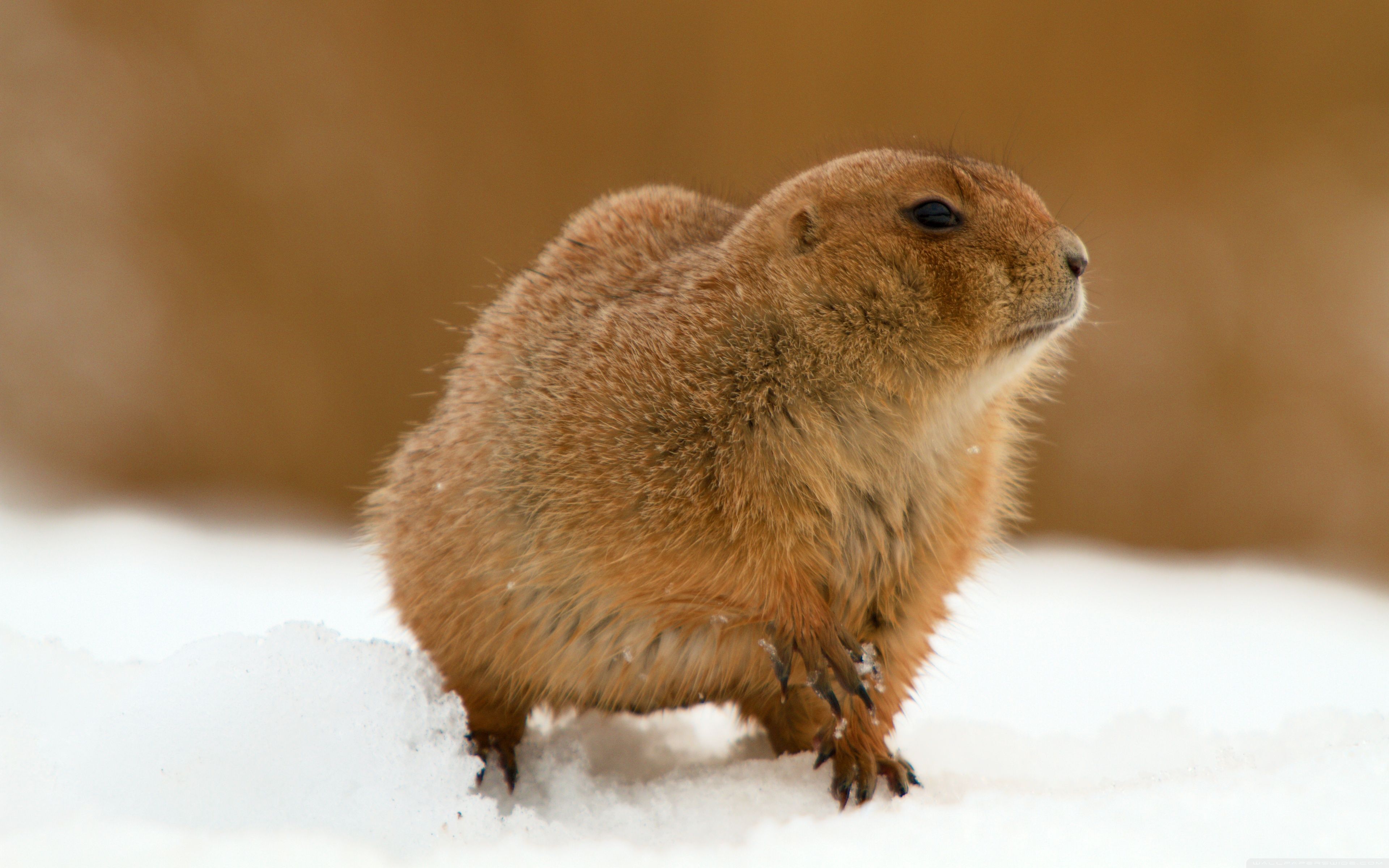 Prairie Dog Wallpapers - Wallpaper Cave
