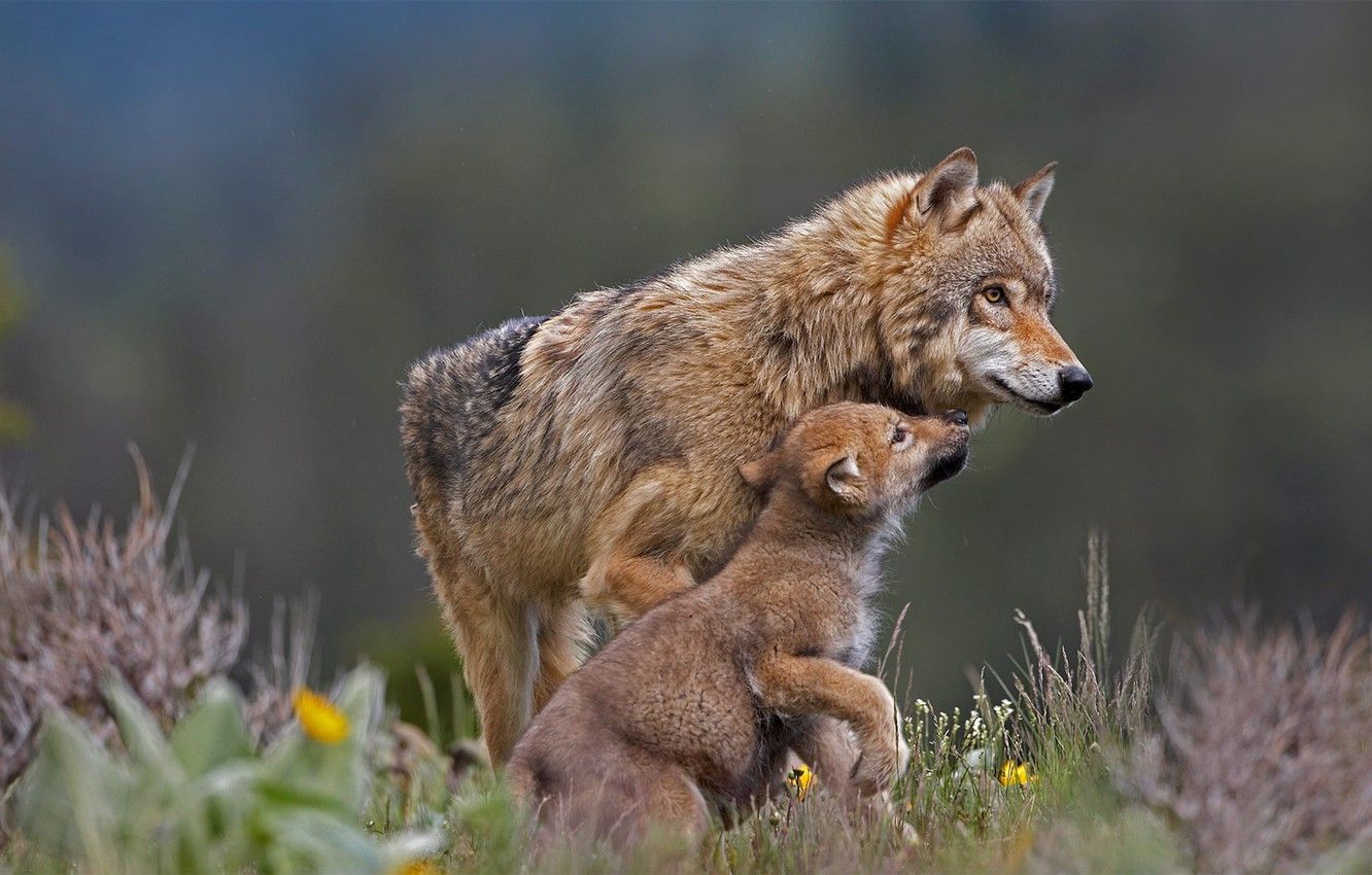 Wolf Cub Wallpapers - Wallpaper Cave