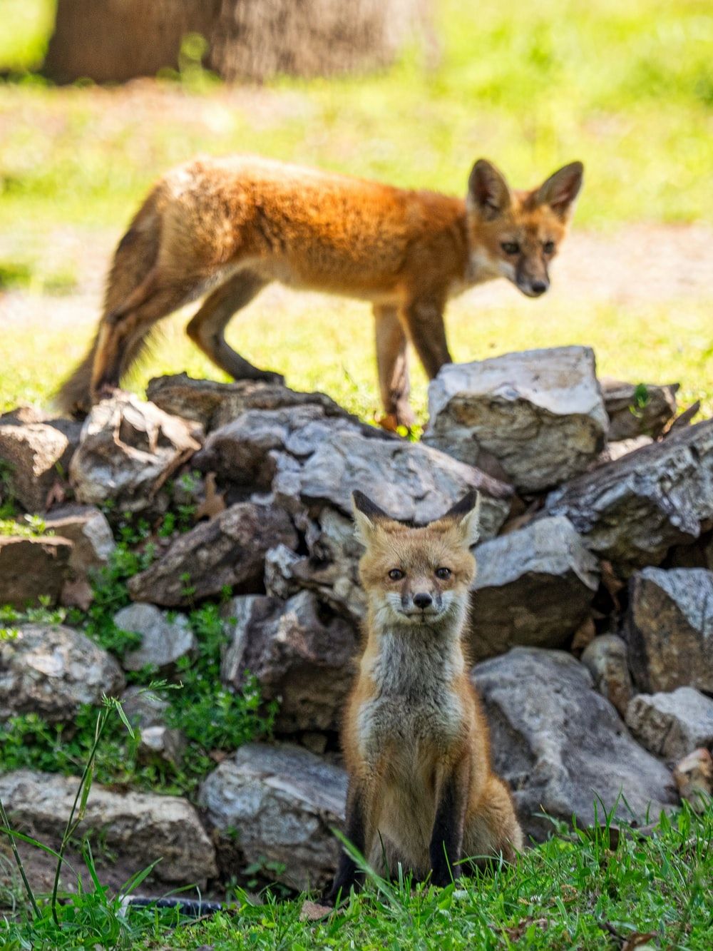 Wolf Cub Wallpapers - Wallpaper Cave