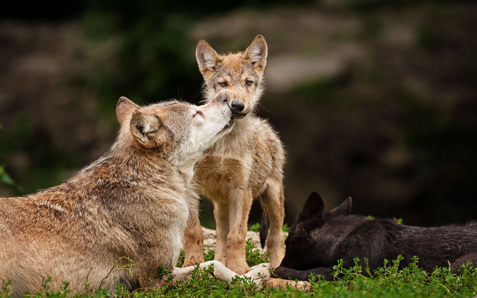 Wolf Cub Wallpapers - Wallpaper Cave