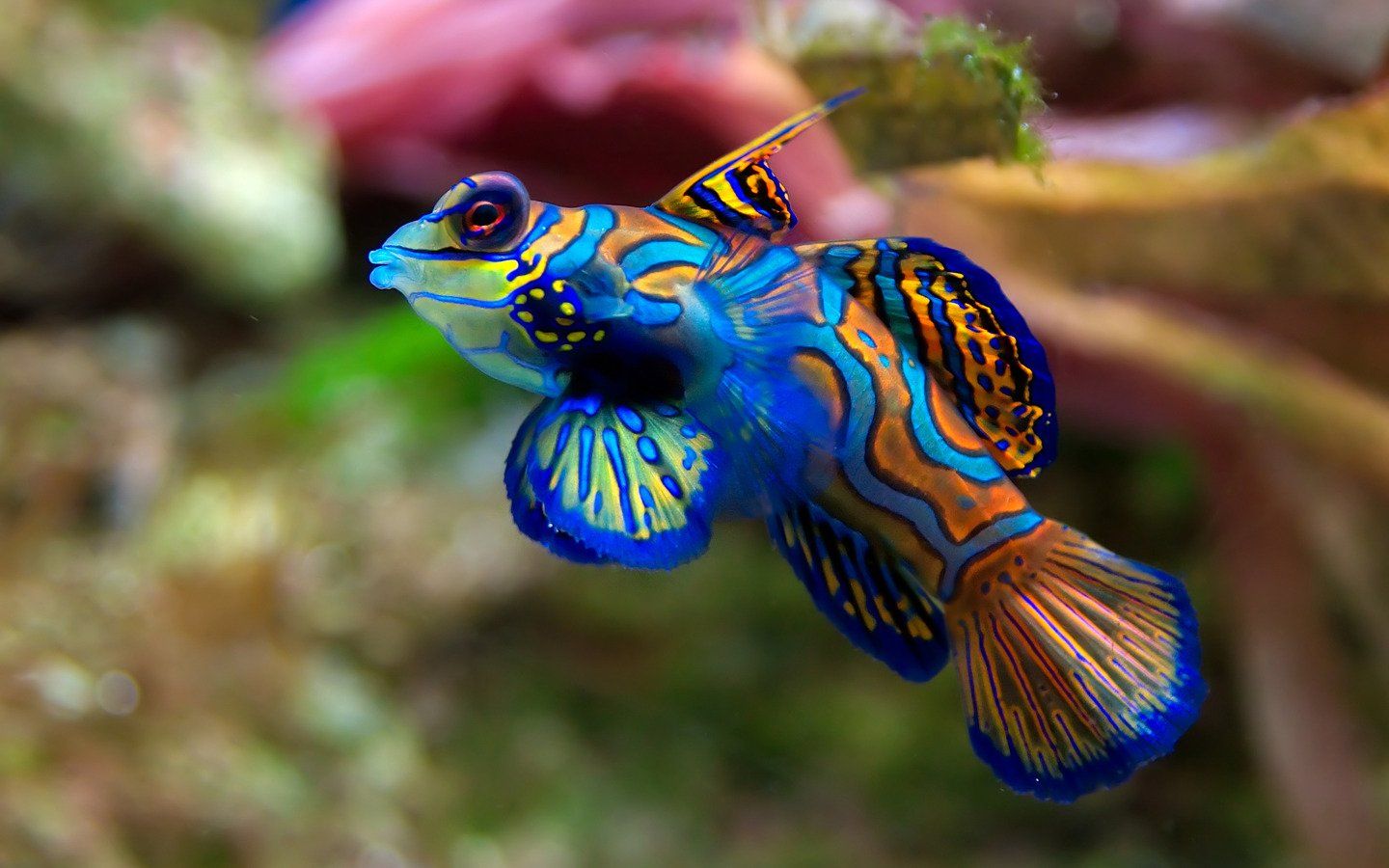 Ocean Life Real Wallpapers - Wallpaper Cave