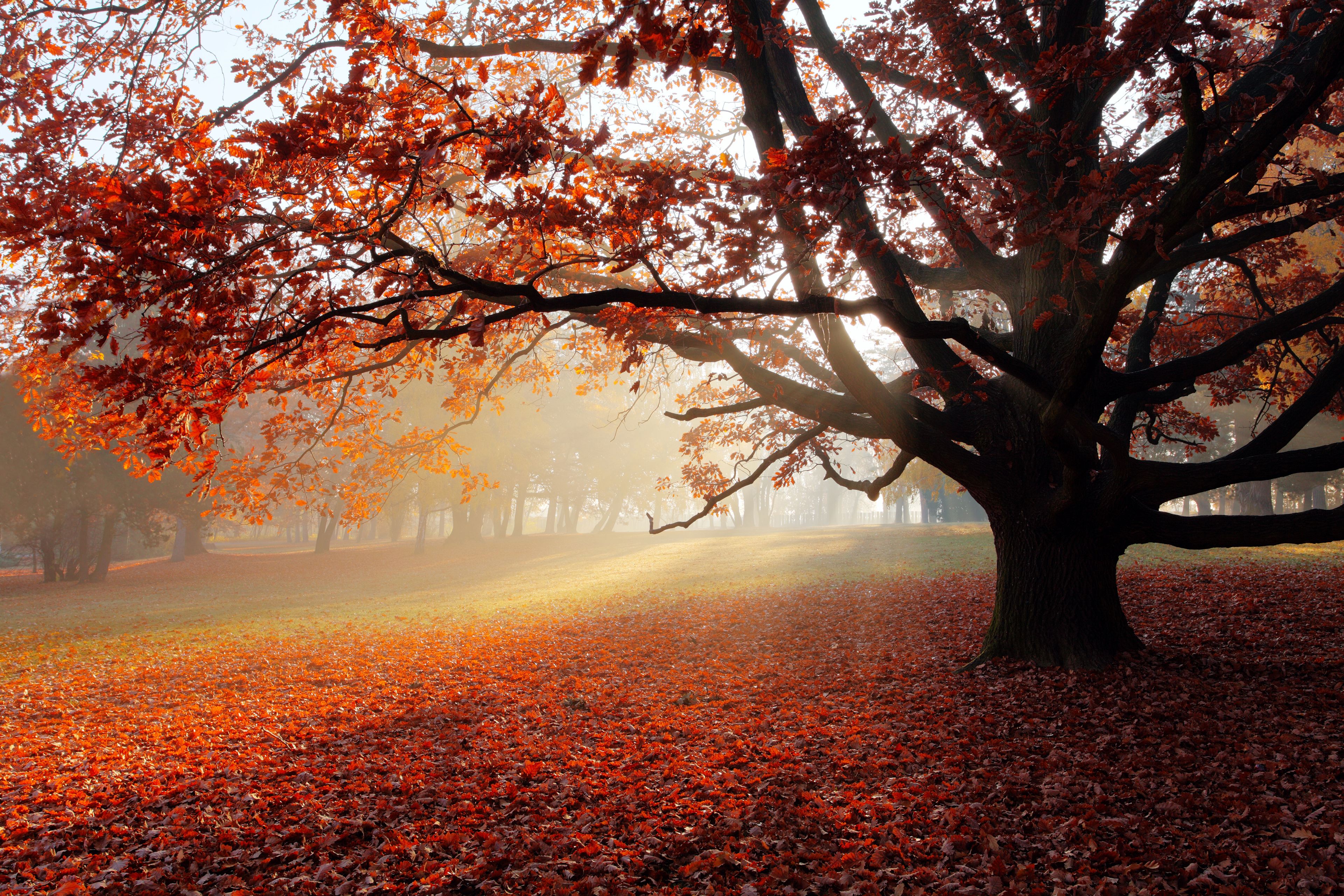 Autumn In The Park Wallpapers - Wallpaper Cave