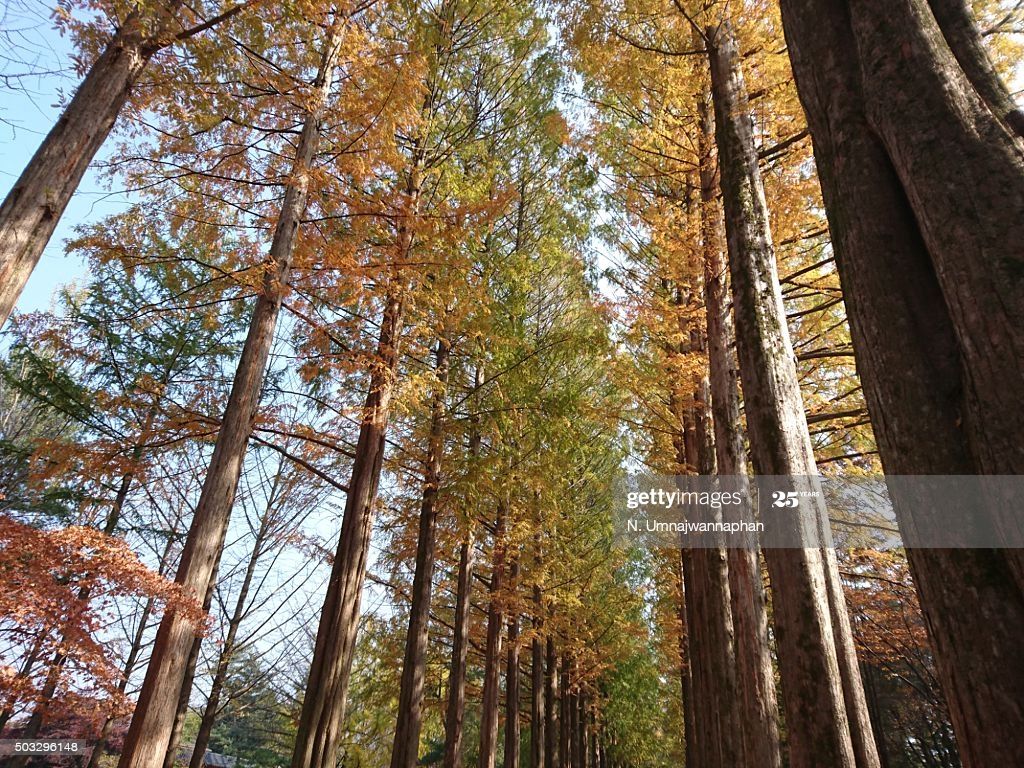 Autumn Nami Island Wallpapers - Wallpaper Cave