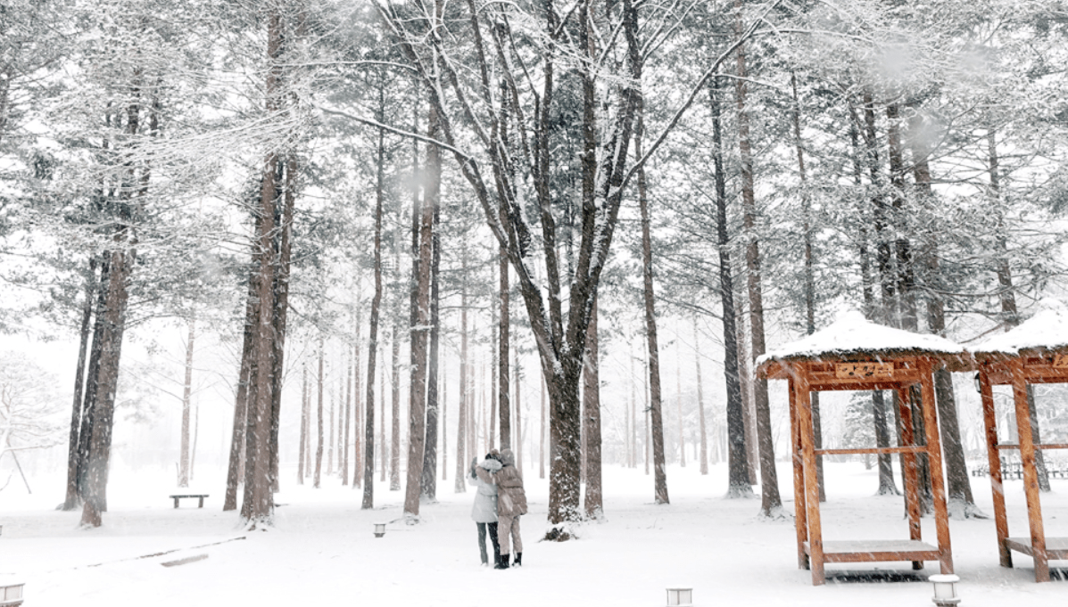 Autumn Nami Island Wallpapers - Wallpaper Cave