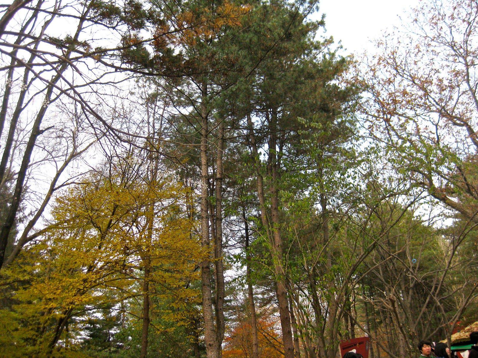 Autumn Nami Island Wallpapers - Wallpaper Cave