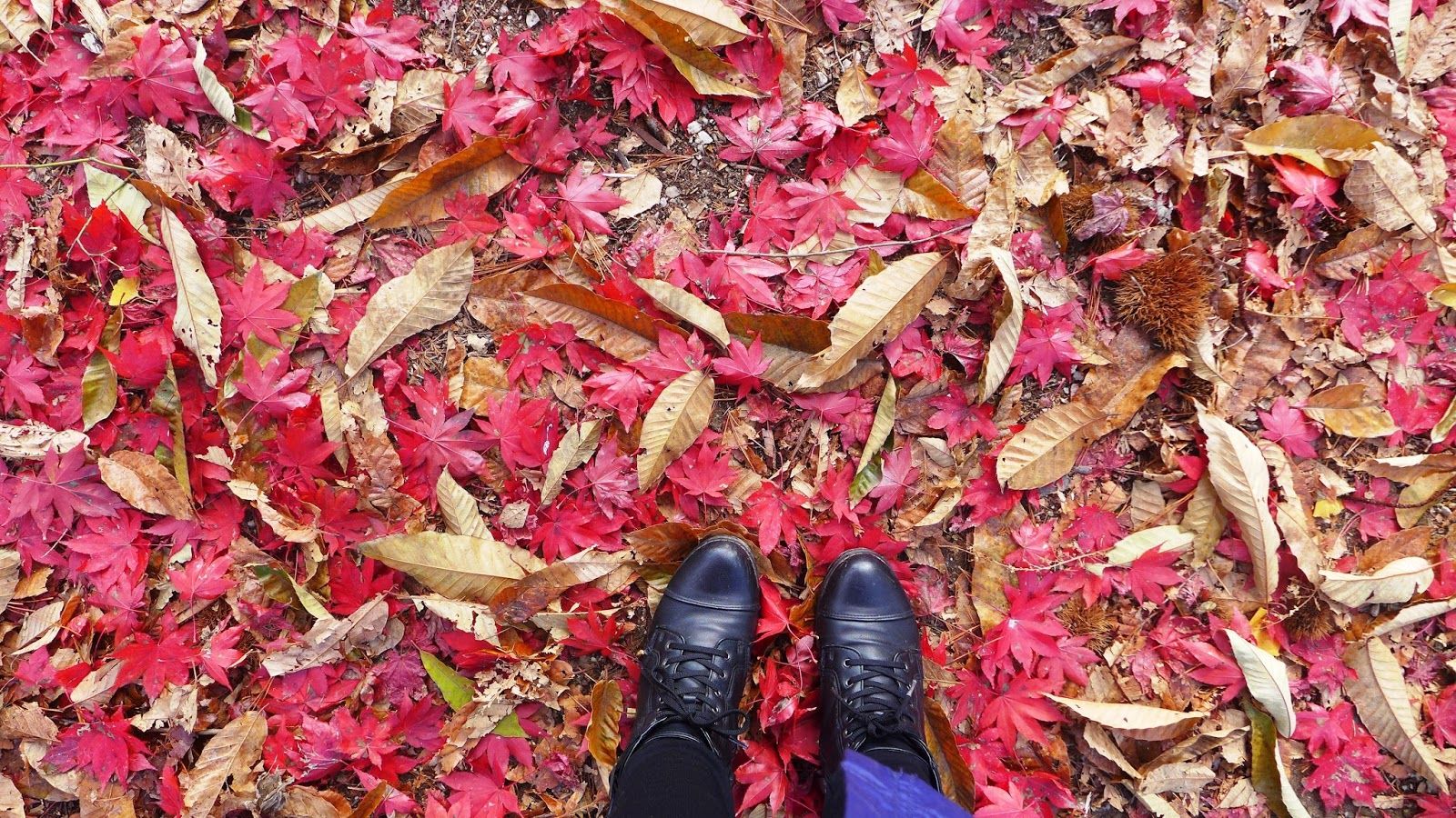Autumn Nami Island Wallpapers - Wallpaper Cave