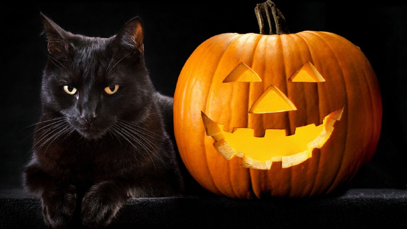 Halloween Kitty Pumpkin Wallpapers - Wallpaper Cave