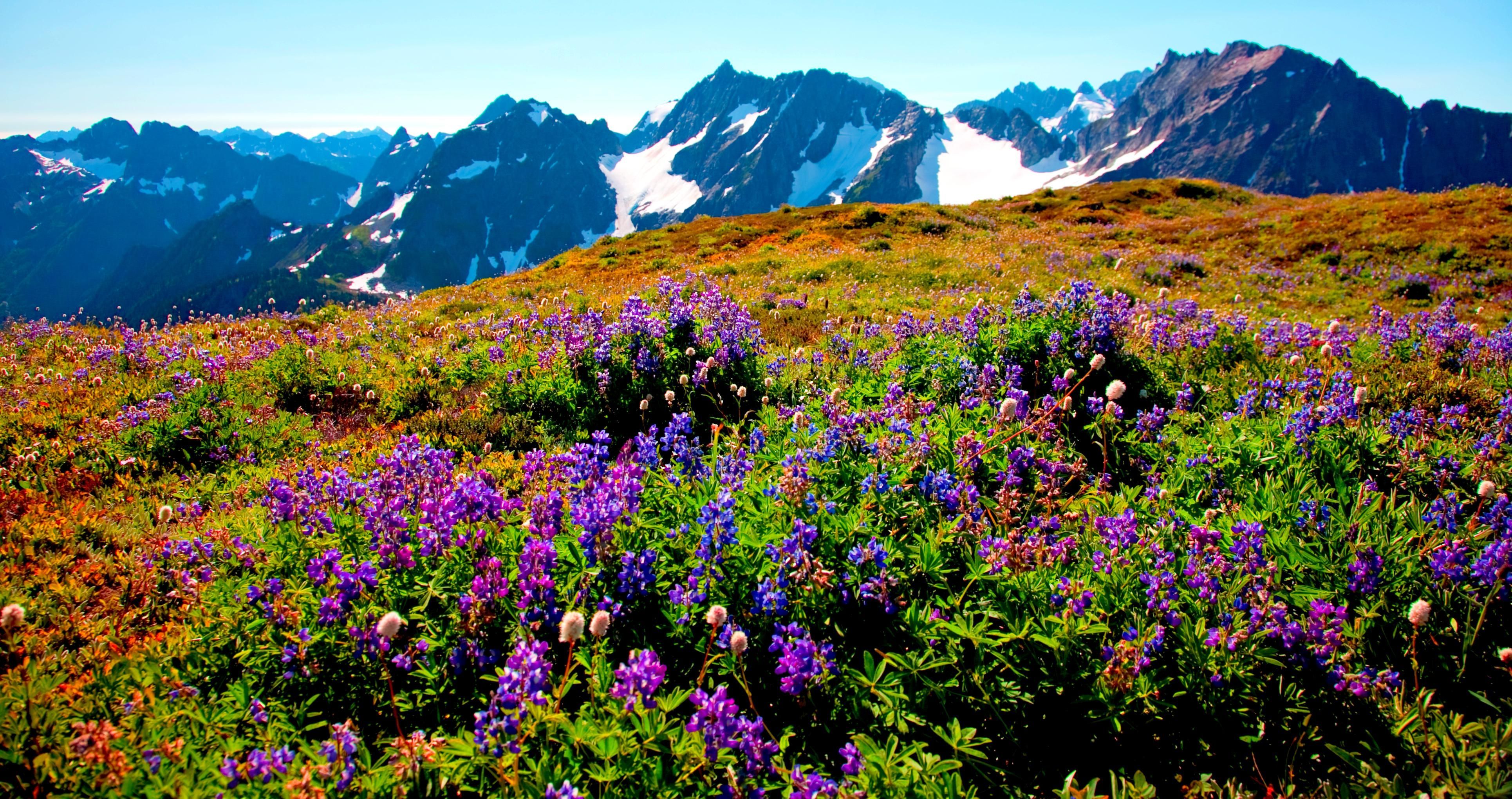 Wildflowers Autumn Trail Wallpapers - Wallpaper Cave