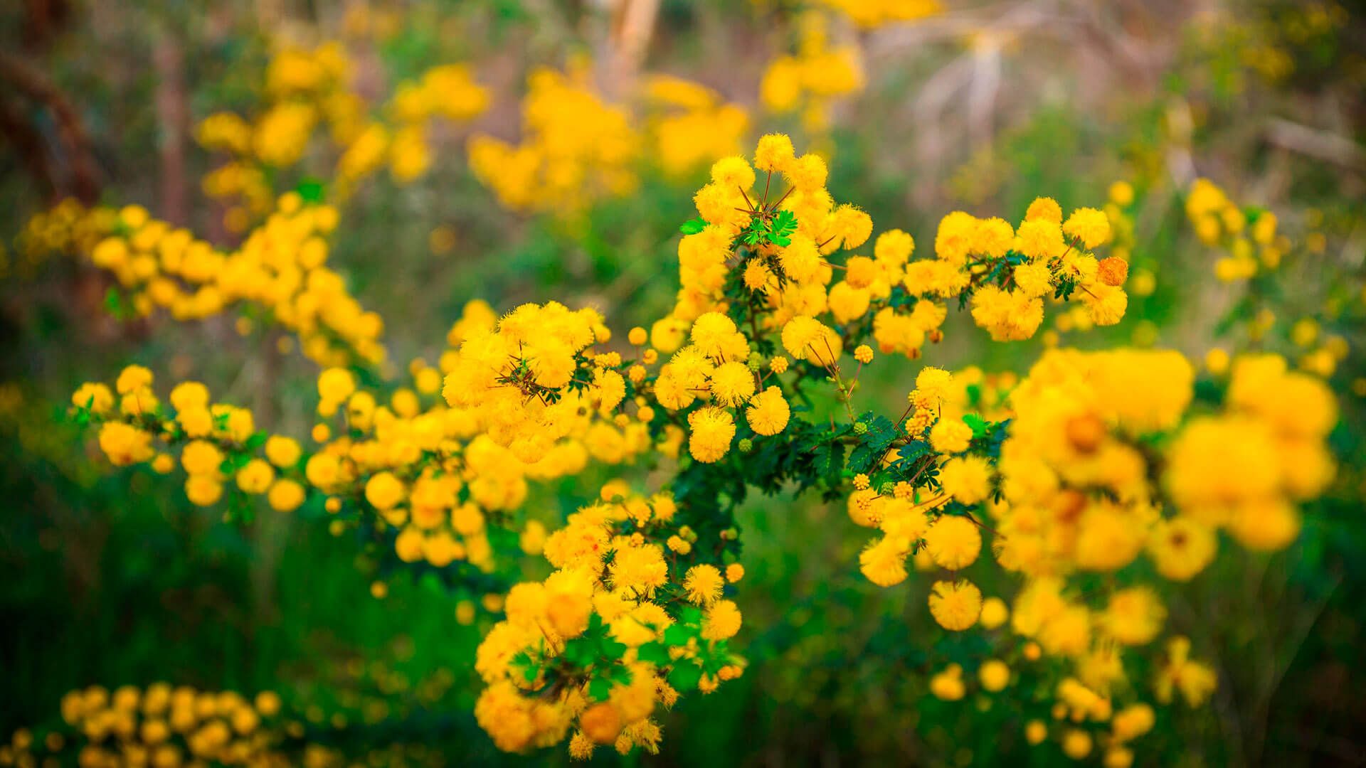 Wildflowers Autumn Trail Wallpapers - Wallpaper Cave