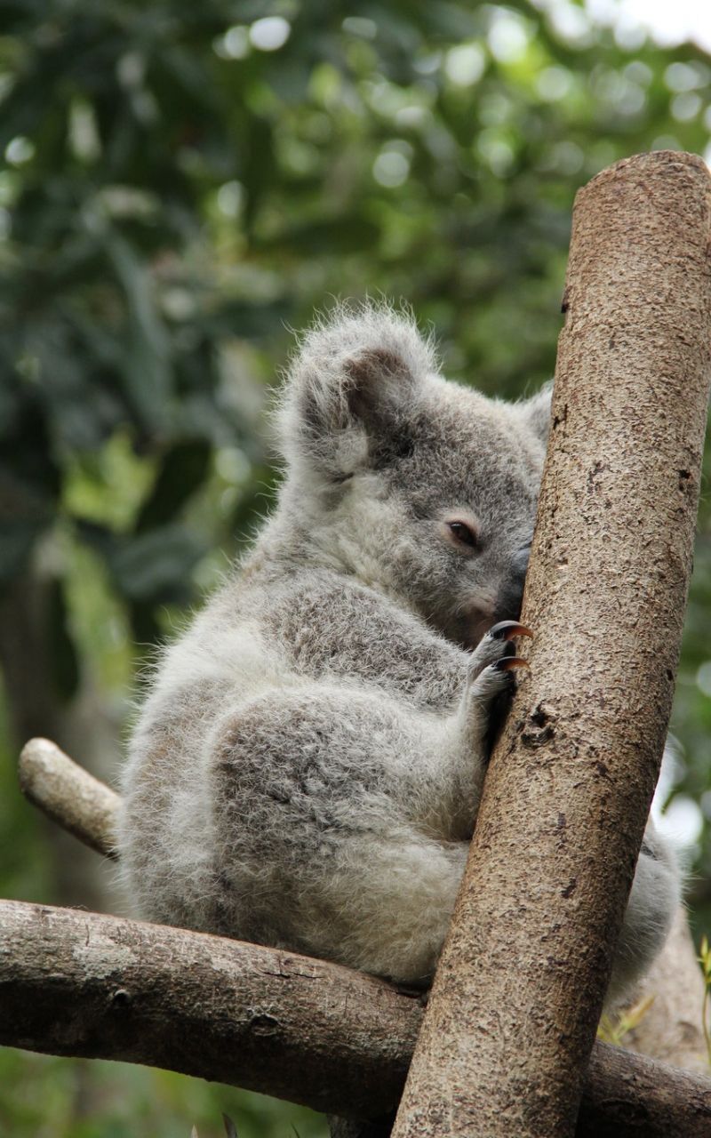 Koala Bear For Phone Wallpapers - Wallpaper Cave