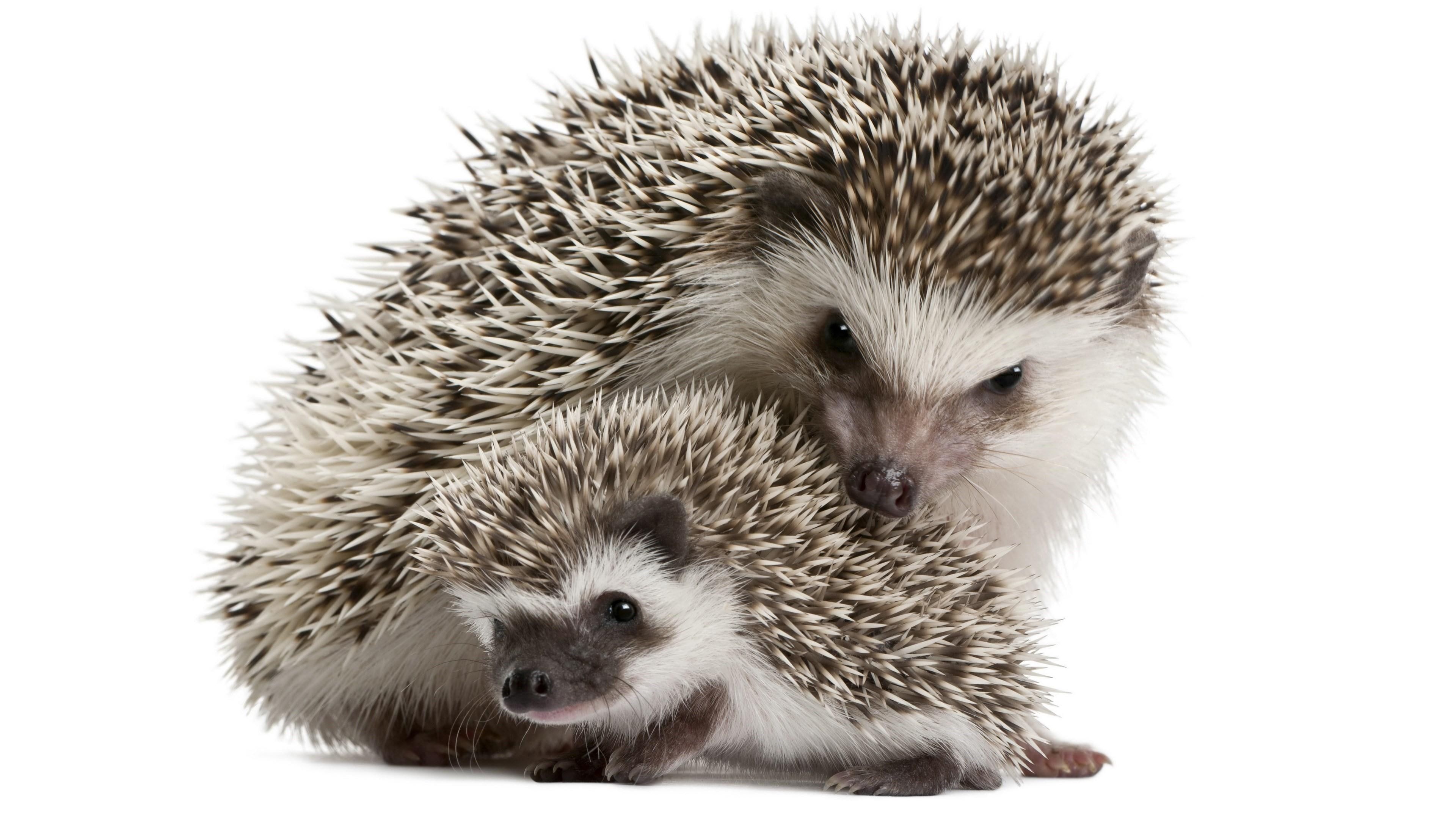 Cute Hedgehog Wallpapers - Wallpaper Cave
