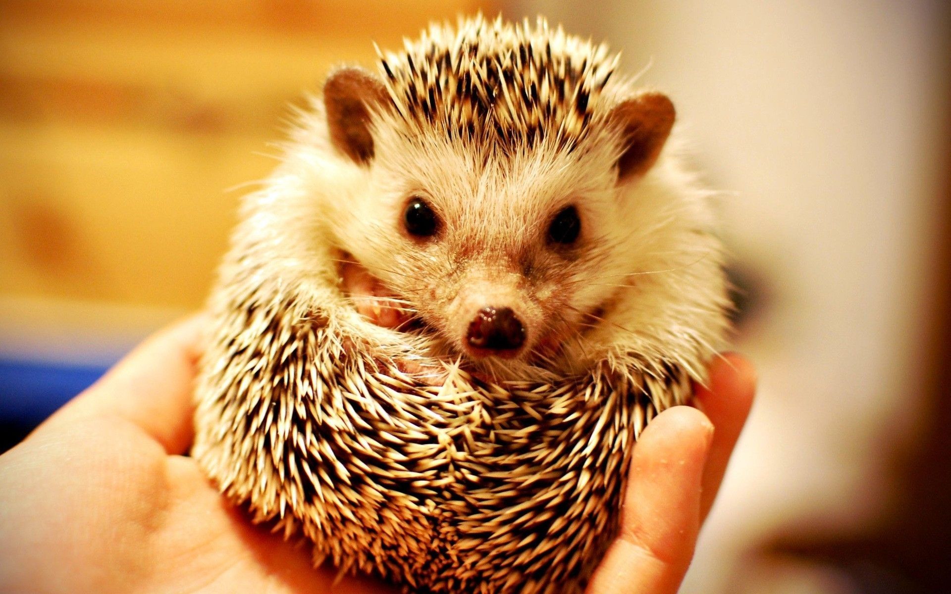 Cute Baby Hedgehog Wallpaper