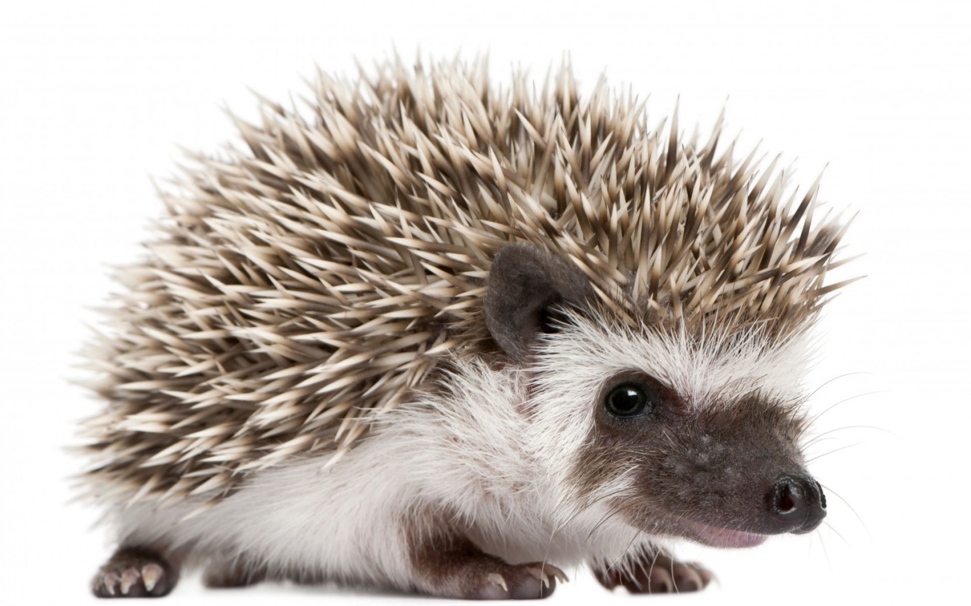 Cute Hedgehog Wallpapers - Wallpaper Cave