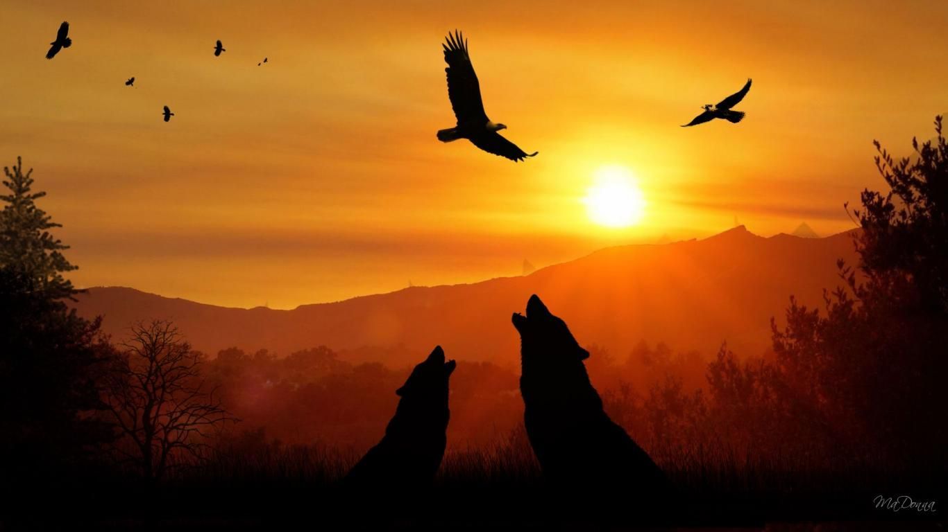 Sunset Wolves Wallpapers - Wallpaper Cave