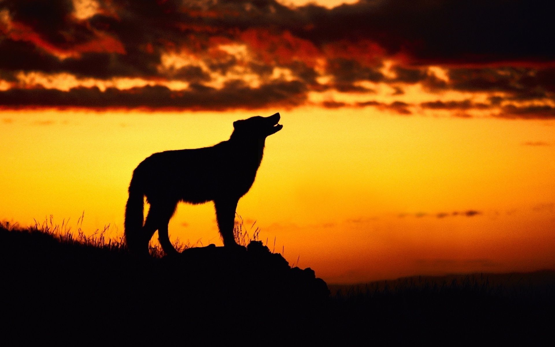 Sunset Wolves Wallpapers - Wallpaper Cave