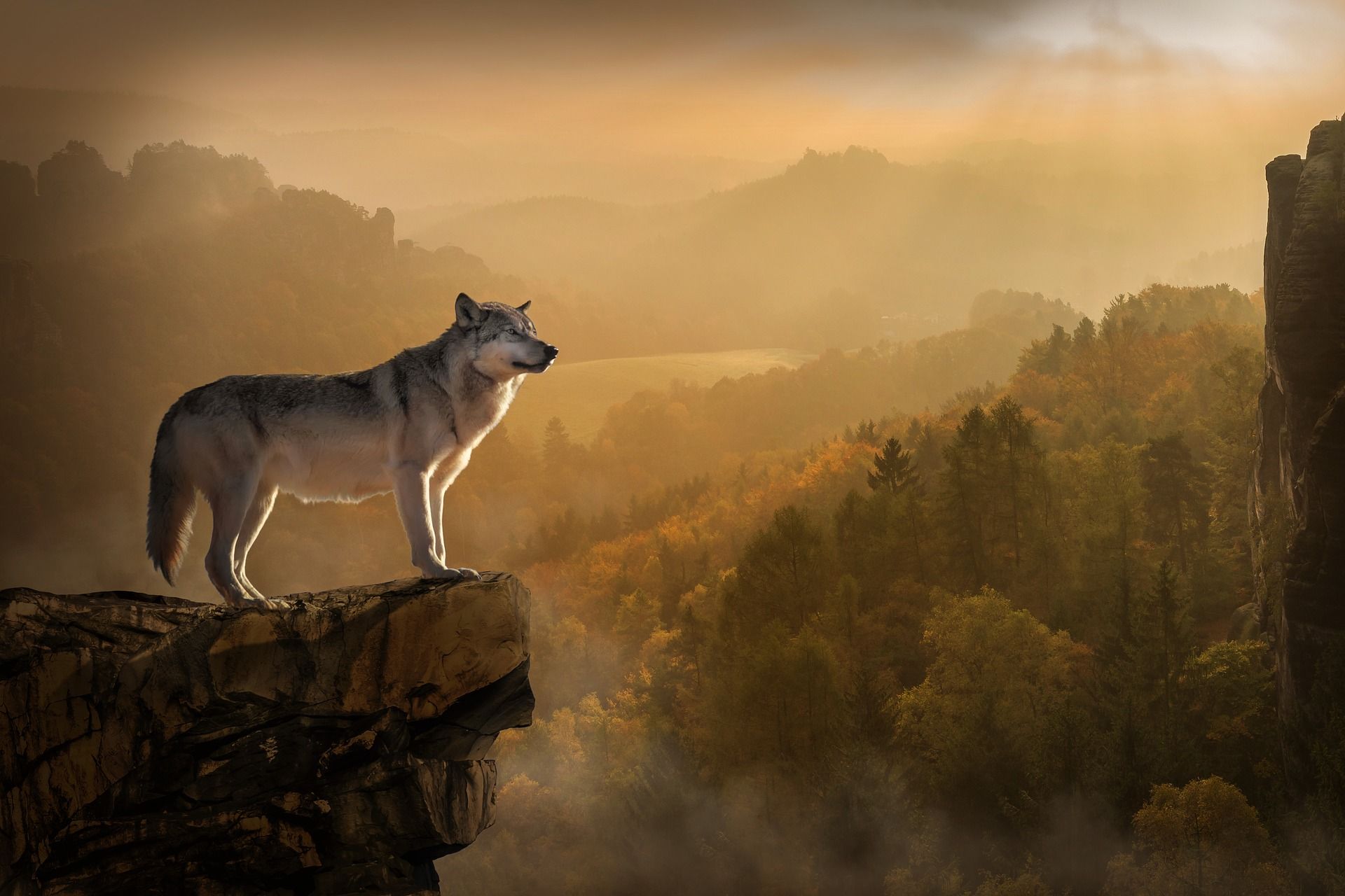 Sunset Wolves Wallpapers - Wallpaper Cave