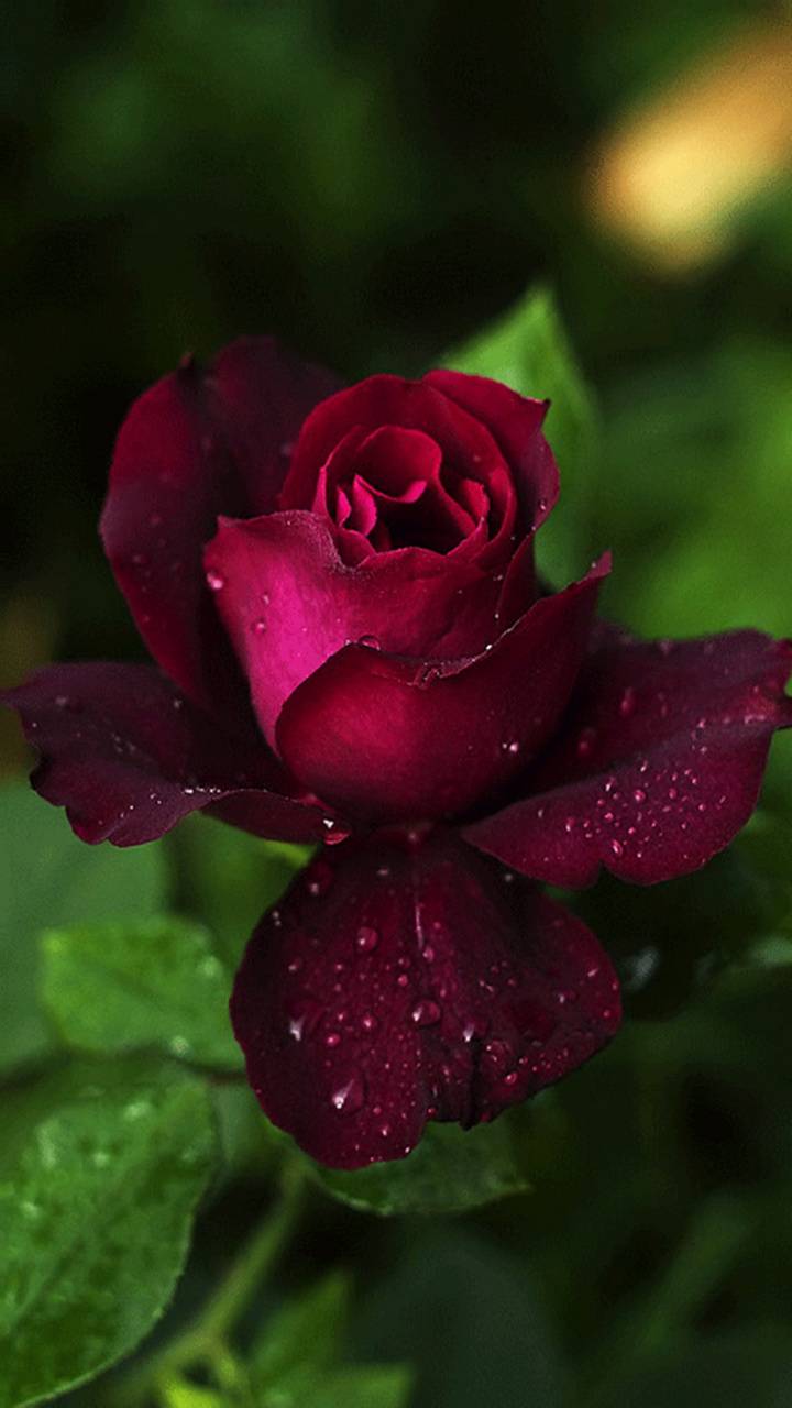 Rose Flower Hd Wallpaper For Mobile | Best Flower Site