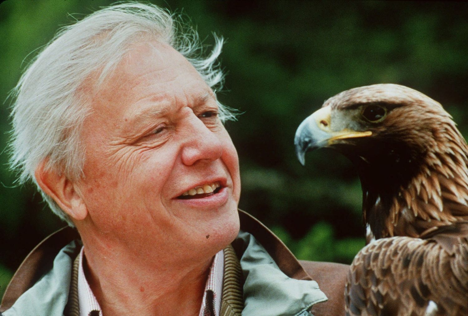 David Attenborough Wallpapers - Wallpaper Cave David Attenborough Wallpapers - Wallpaper Cave