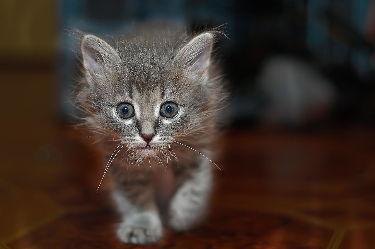 Grey Kittens Wallpapers - Wallpaper Cave