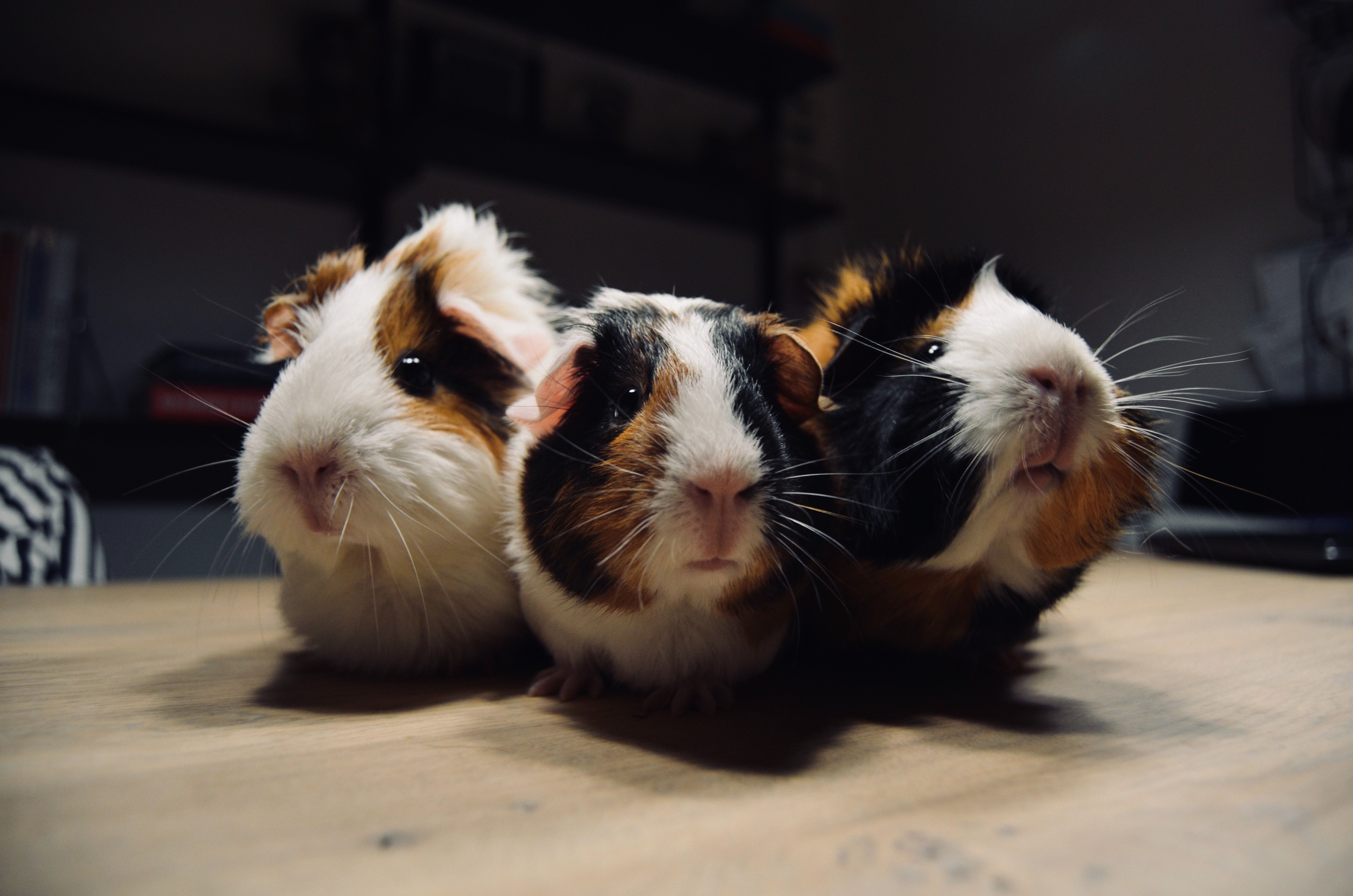 Guinea Pig Desktop Wallpapers - Wallpaper Cave