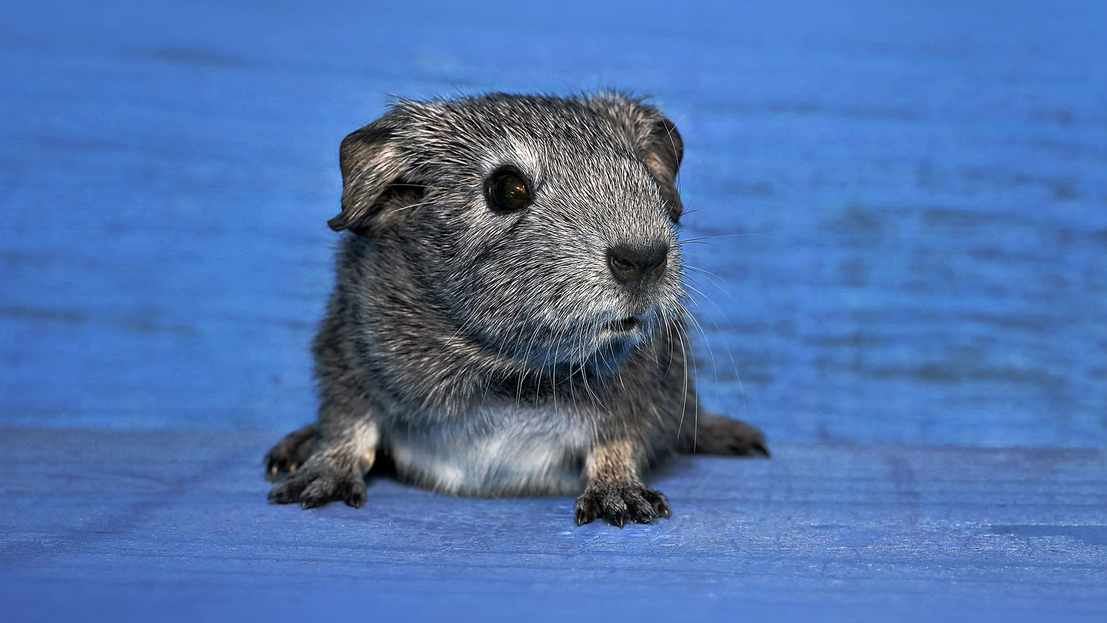 Guinea Pig Desktop Wallpapers - Wallpaper Cave