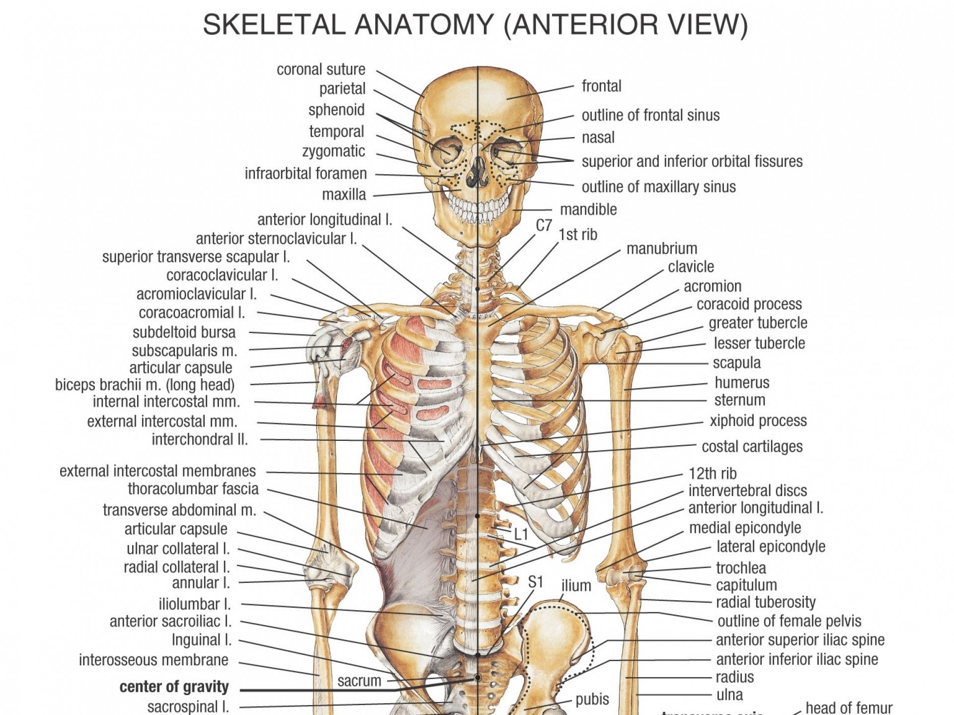 Parts Of The Body Wallpapers Wallpaper Cave
