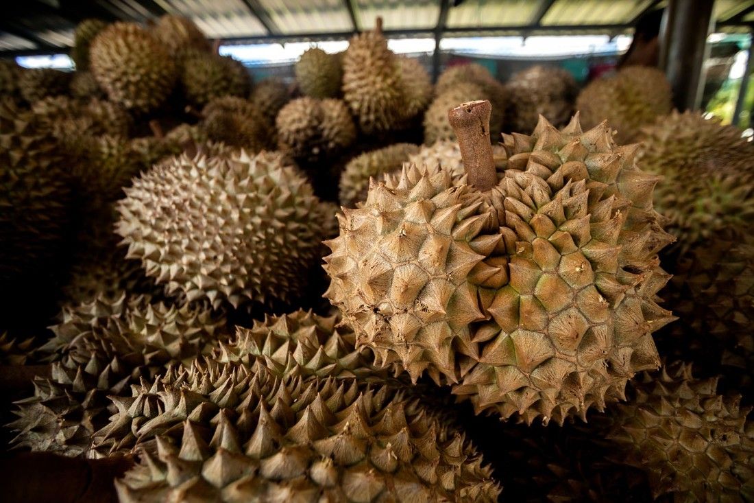 Durian Wallpapers - Wallpaper Cave
