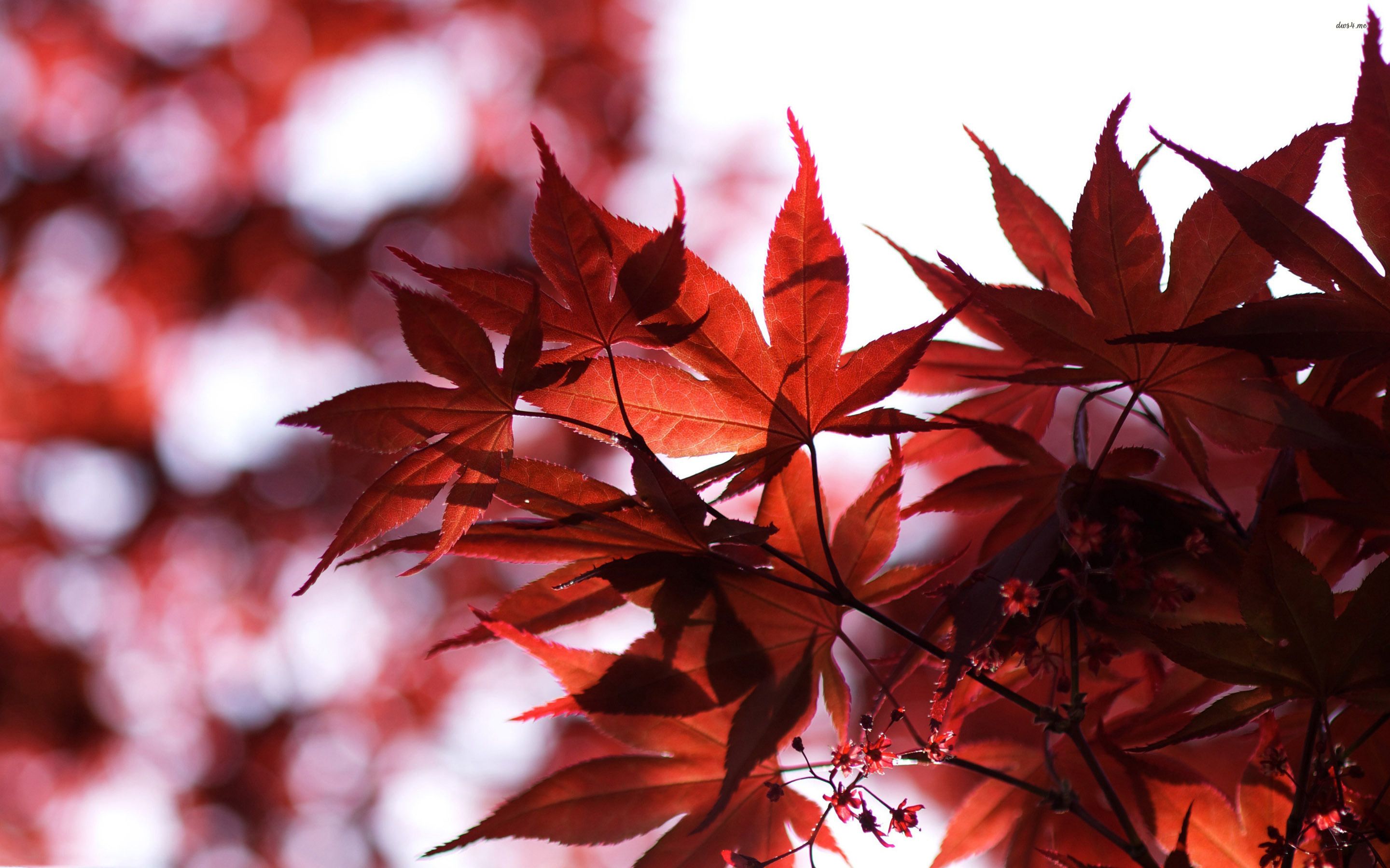 Wallpapers Red Maple Leaf