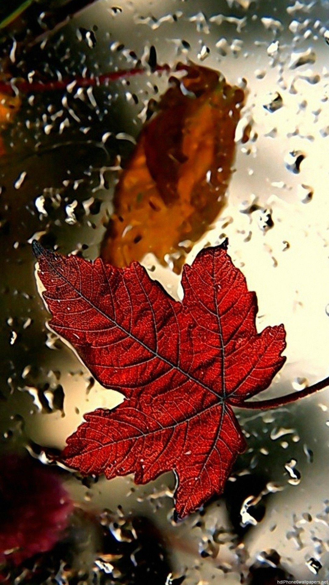 Red Maple Leaves Wallpapers - Wallpaper Cave