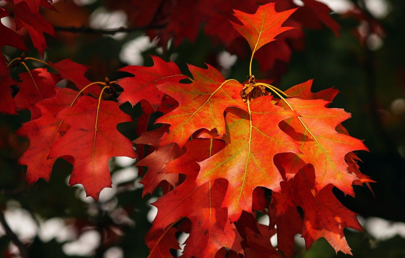 Red Maple Leaves Wallpapers - Wallpaper Cave