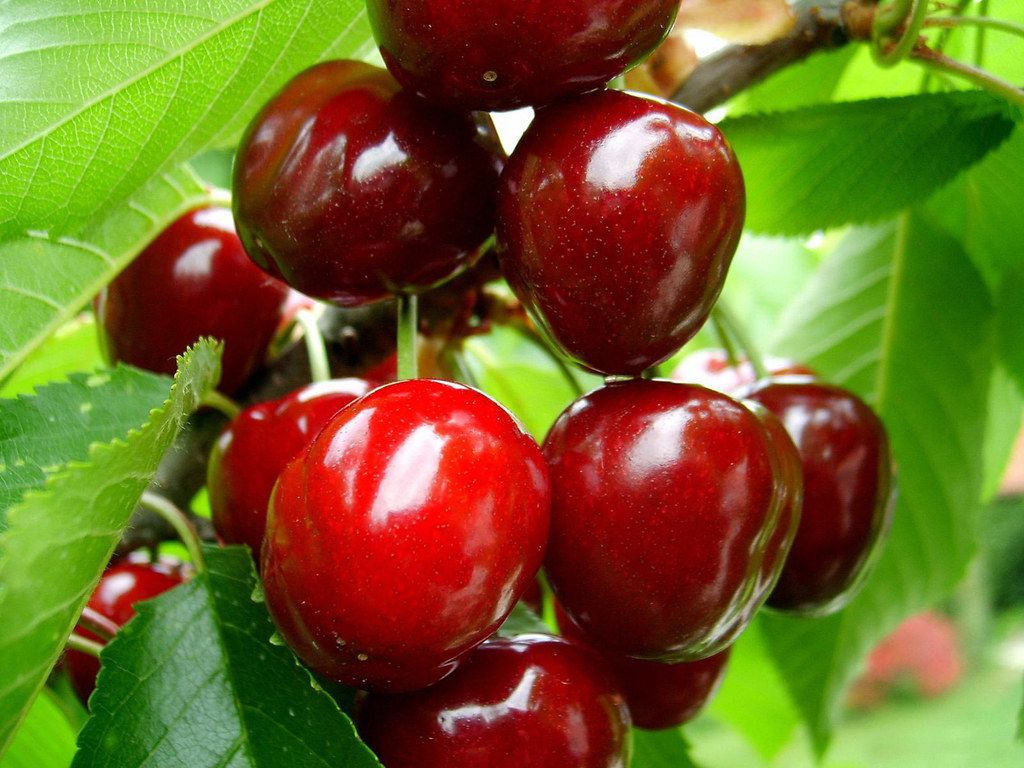 Cherry Fruit Wallpapers - Wallpaper Cave
