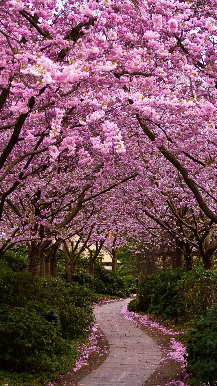 Garden Path Wallpapers - Wallpaper Cave