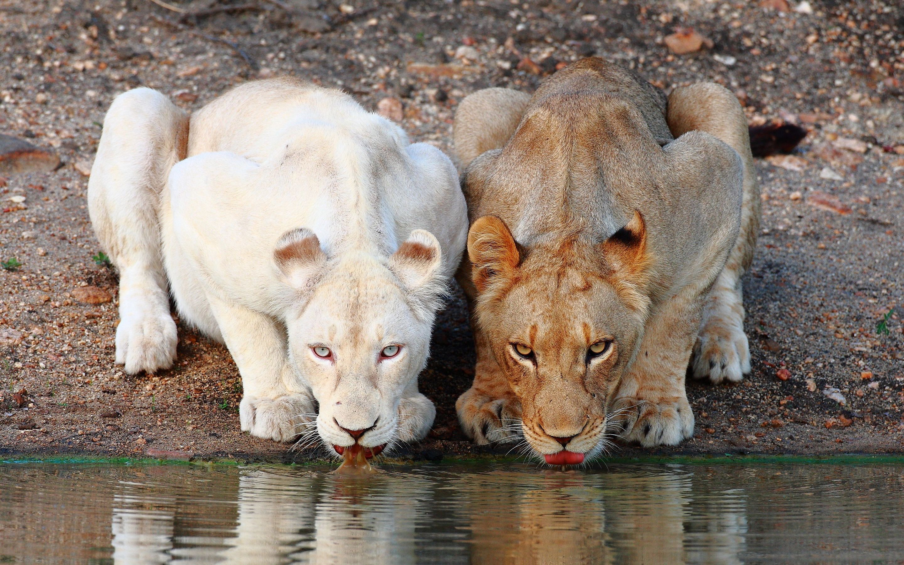 Water Lion Wallpapers - Wallpaper Cave